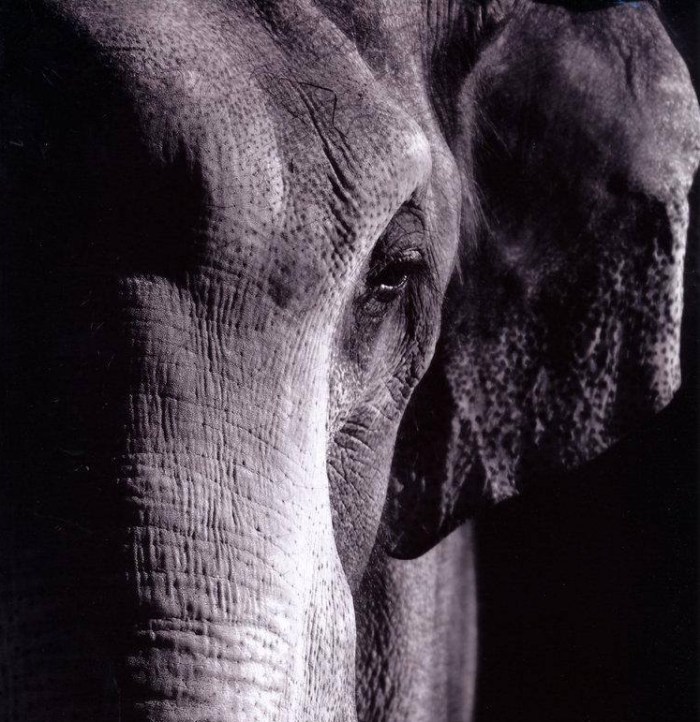 Elephant Personality Study – Animal and Nature Connect